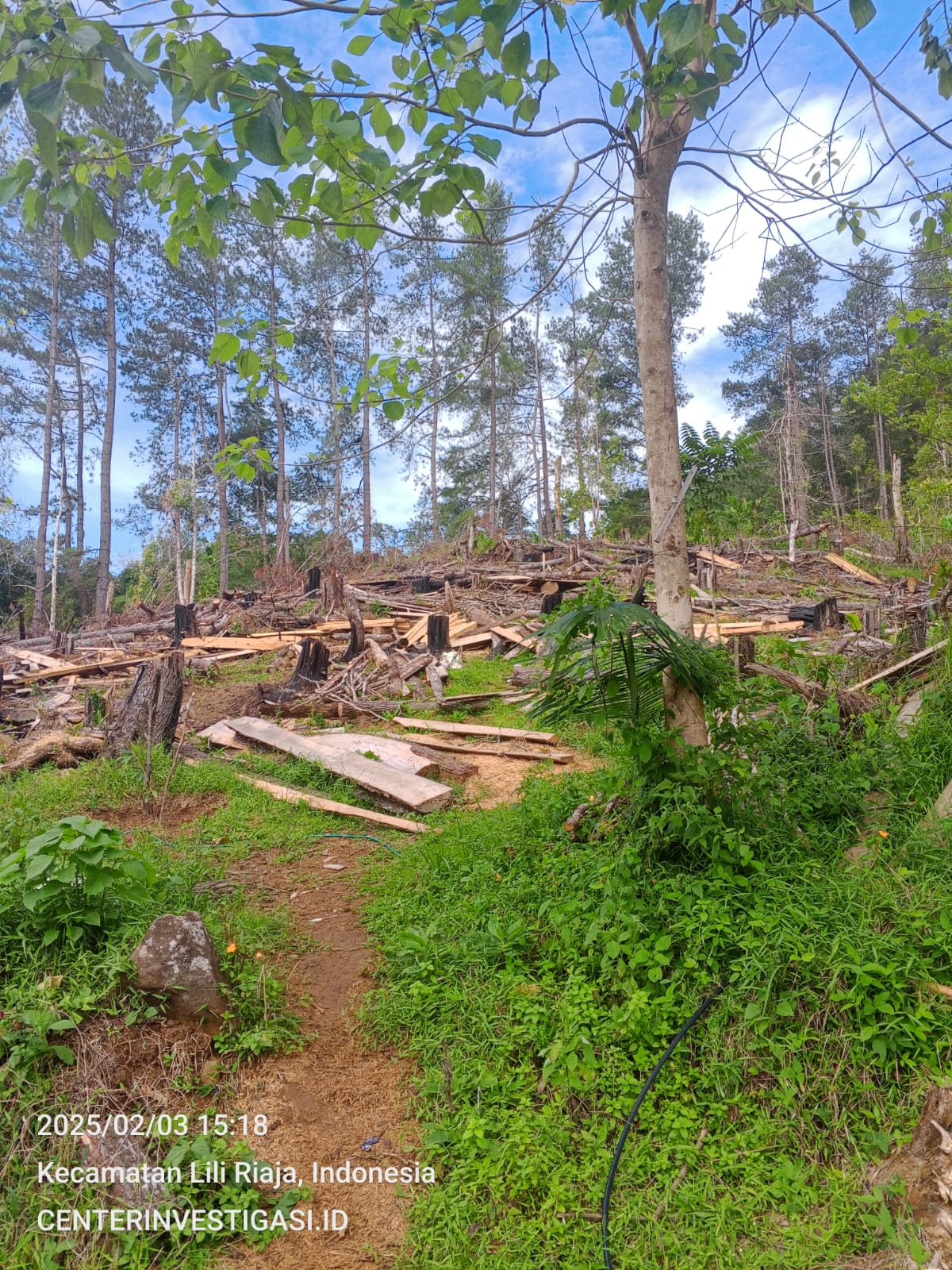 Marak Penebangan Liar Pohon Pinus - Jurnal Sepernas